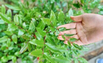 Mengenal Elemen Landscape, Inilah Hardscape dan Softscape